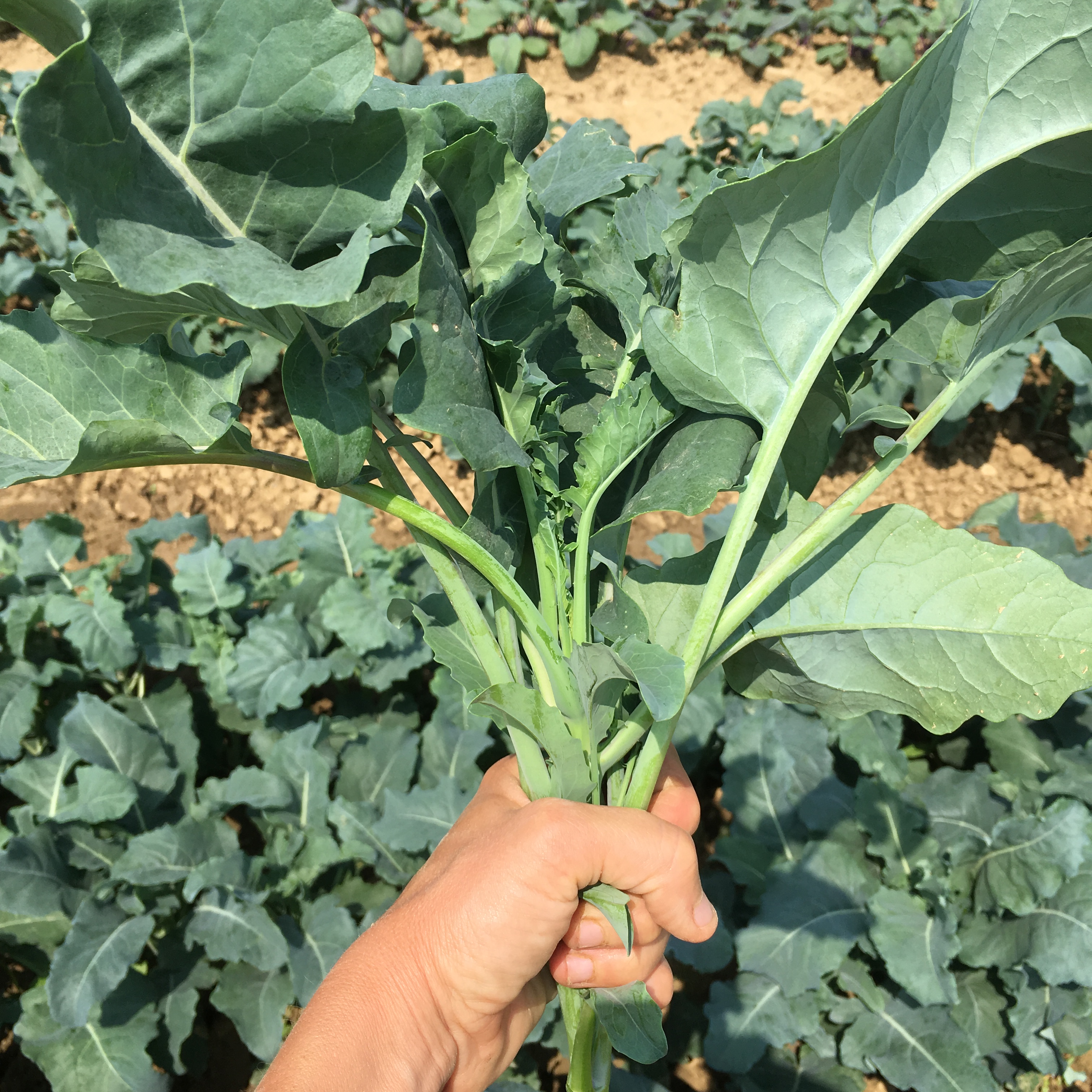 Spigarello (Leaf Broccoli) – Mile Creek Farm