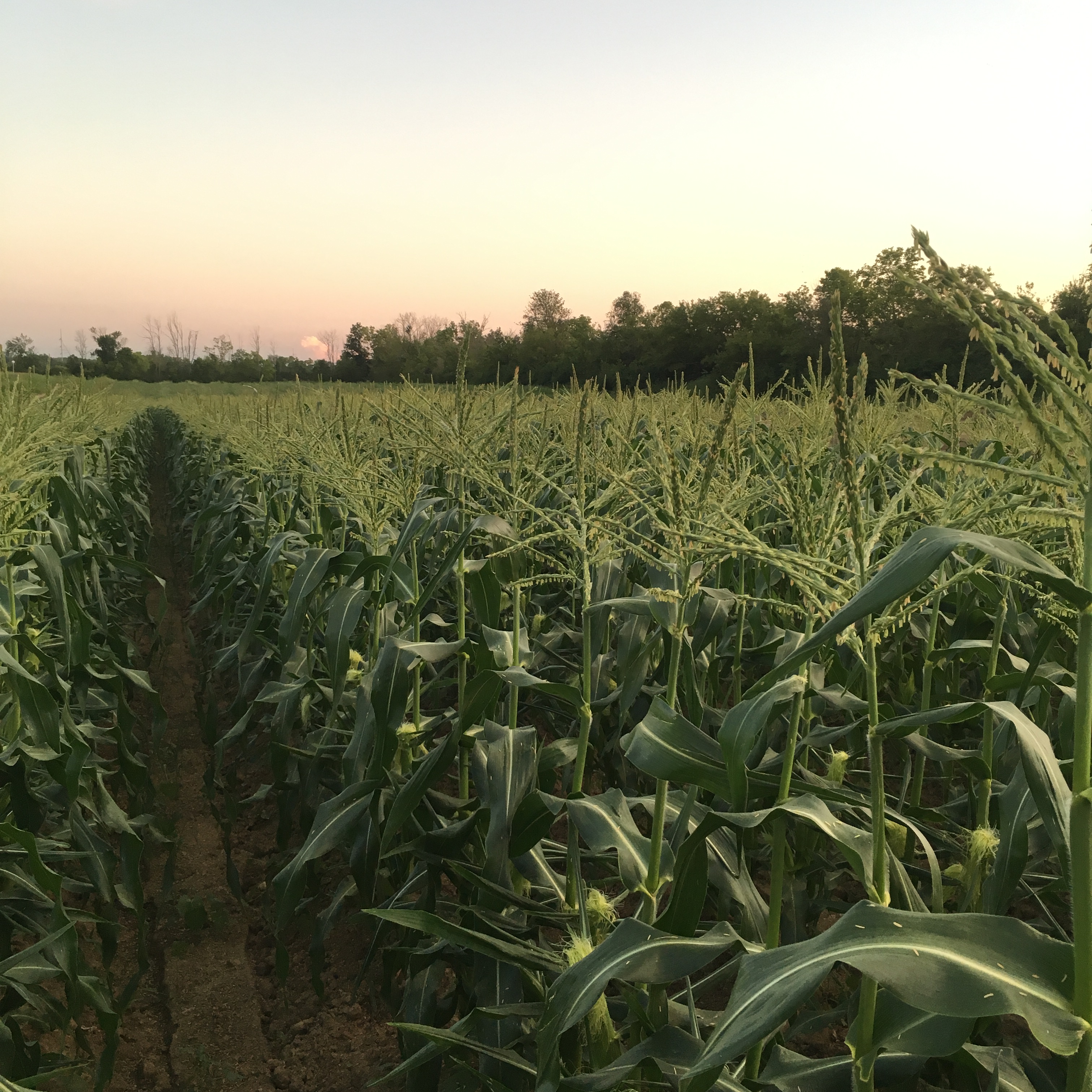 New Beginnings – Mile Creek Farm
