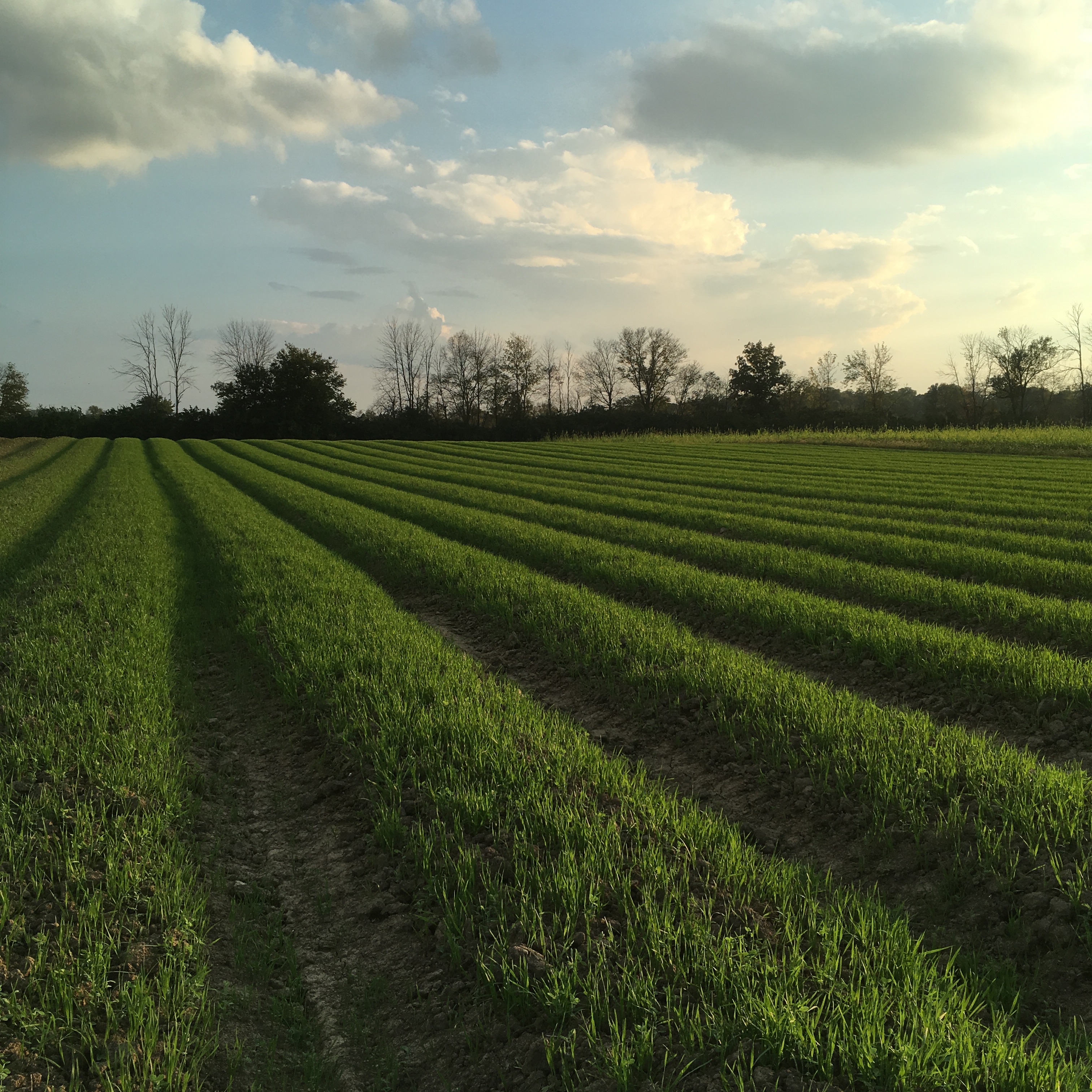 New Beginnings – Mile Creek Farm