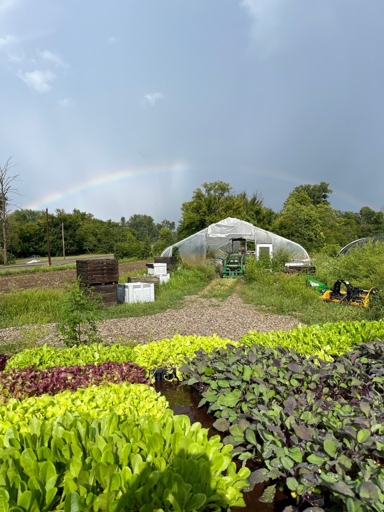 CSA Week 12 – Mile Creek Farm