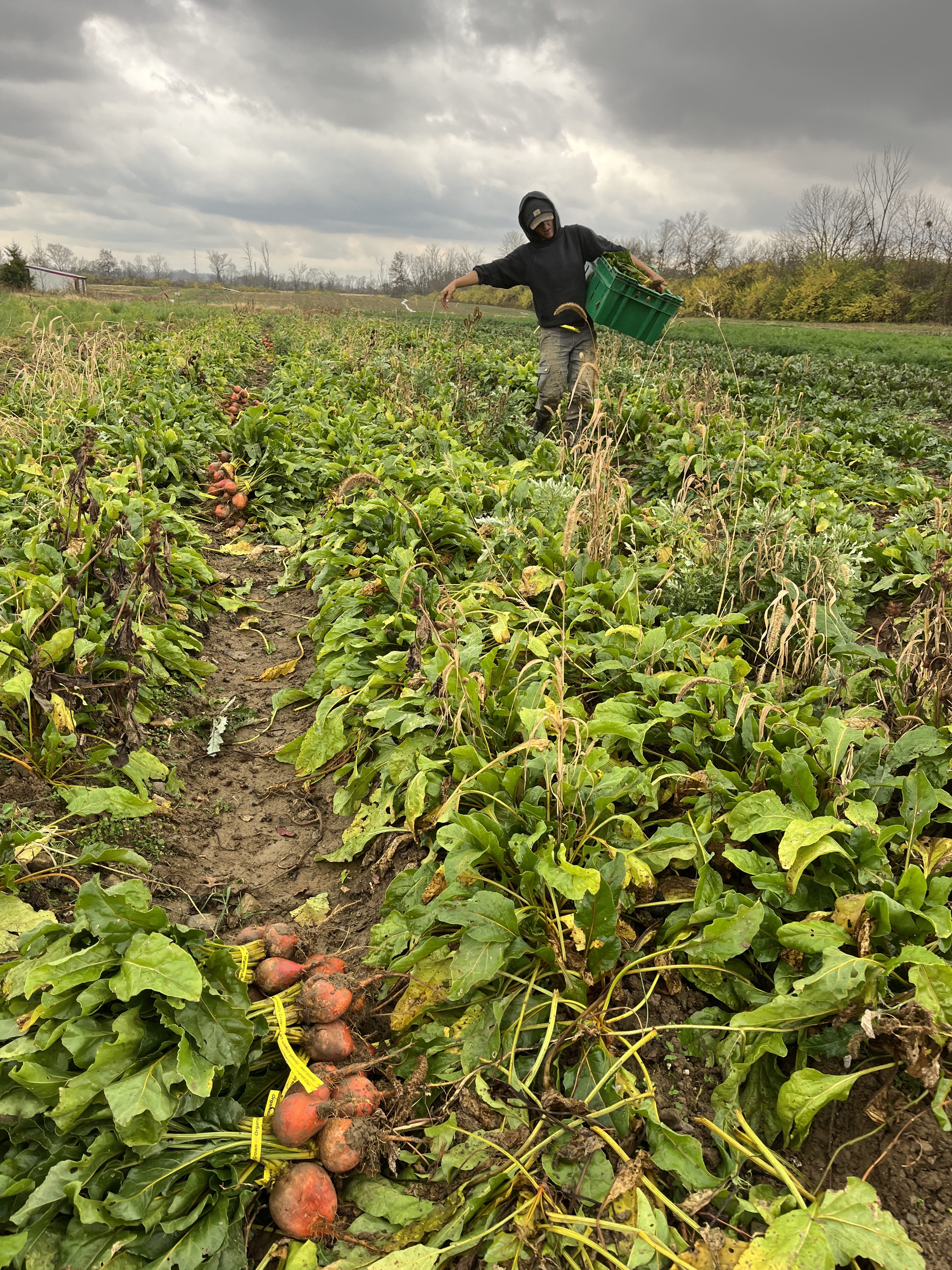 CSA Week 22 – Mile Creek Farm