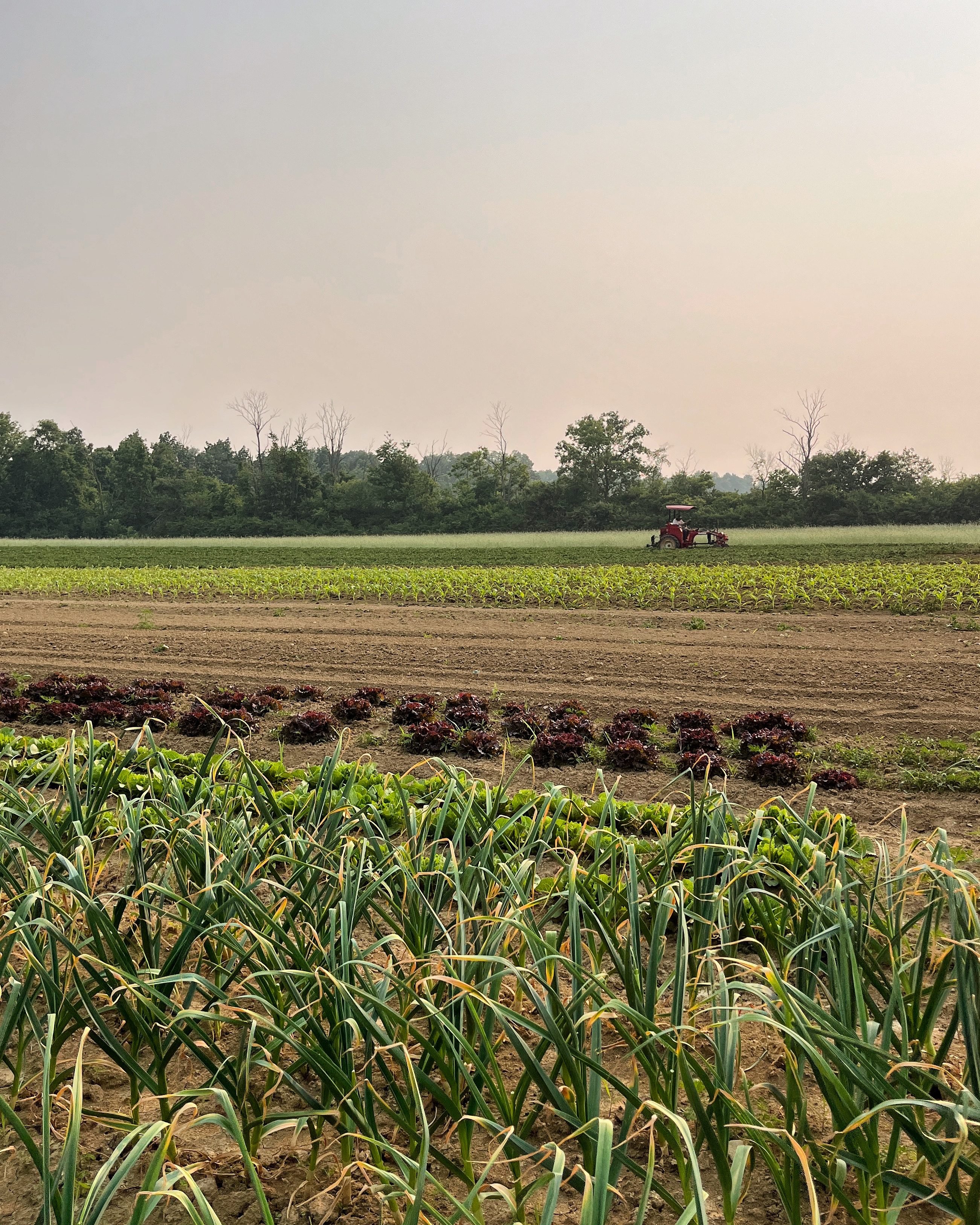 CSA WEEK 2 – Mile Creek Farm