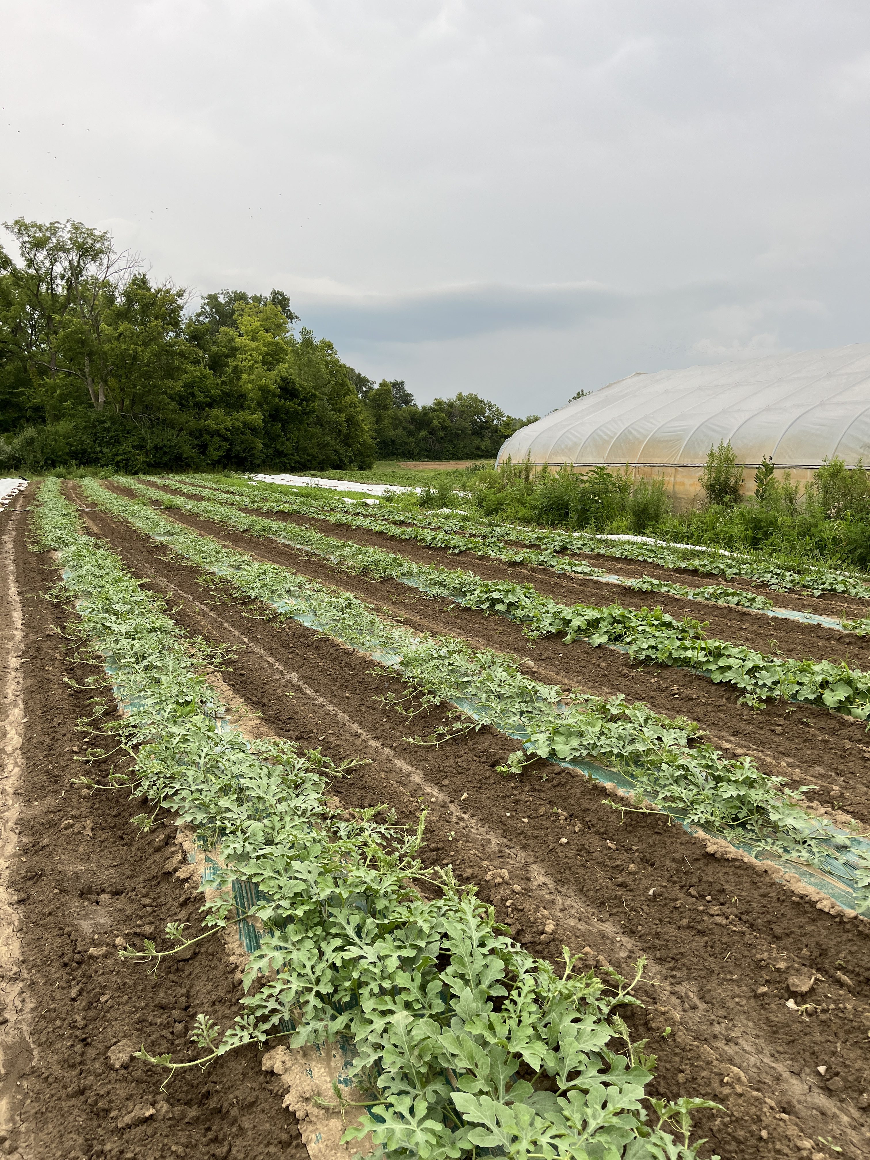 CSA Week 7 – Mile Creek Farm