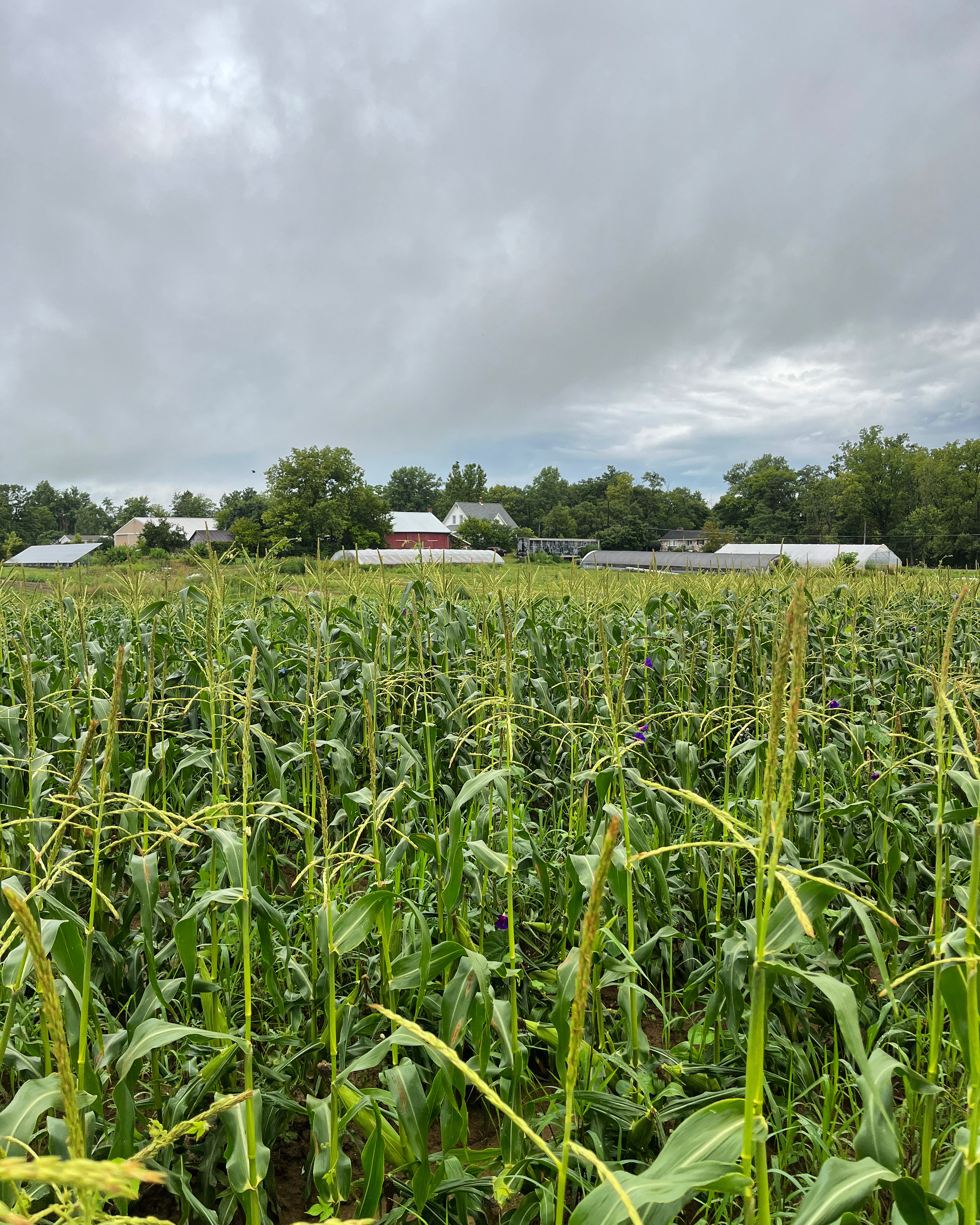 CSA Week 9 – Mile Creek Farm