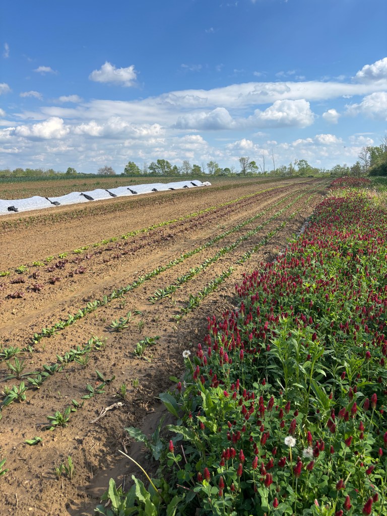 2025 CSA Season! – Mile Creek Farm